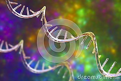 Molecule Of MRNA, 3D Illustration | CartoonDealer.com #257157039
