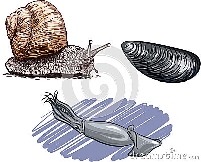 Molluscs Stock Illustration | CartoonDealer.com #26999161