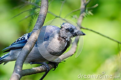 Molting Immature Blue Jay Royalty Free Stock Photography - Image: 26335187