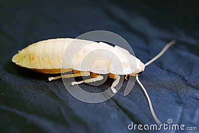 The Molting Process Of The Madagascar Cockroach On A Black Background ...