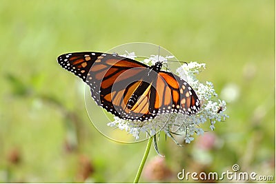 Monarch On White Flower Royalty Free Stock Image - Image: 276546