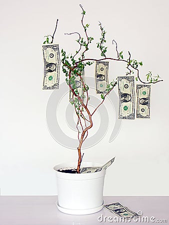 Money Grows On Trees Stock Photos - Image: 121513