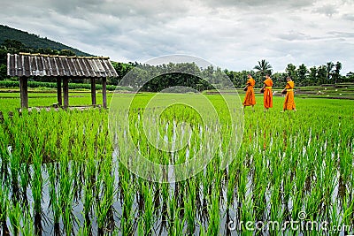 Monk Walk On Terrace Rice Field Over The Mountain Editorial Photo ...