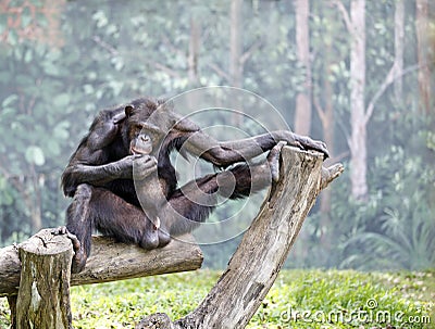 Monkey Antics. Stock Photo | CartoonDealer.com #20050326