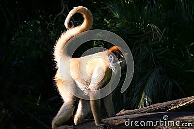 Monkey With Curly Tail Royalty Free Stock Photos - Image: 901748