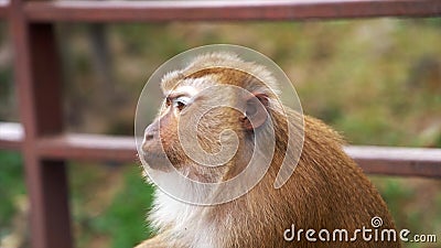 Monkey Eating Potato Chips stock video. Video of nature - 87203637