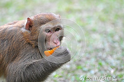 Monkey Eating Orange Royalty Free Stock Photo - Image: 17105835