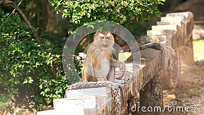 Monkey Eating Potato Chips stock video. Video of nature - 87203637