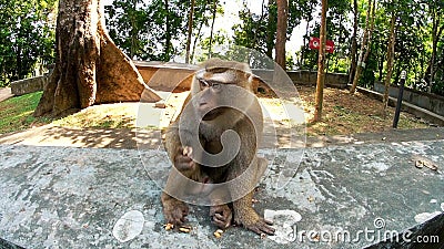 Monkey Eating Potato Chips stock video. Video of nature - 87203637