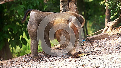 Monkey Eating Potato Chips stock video. Video of nature - 87203637