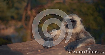 Monkey in Indian Fort, Eating and Playing with Baby Monkey Stock Video ...