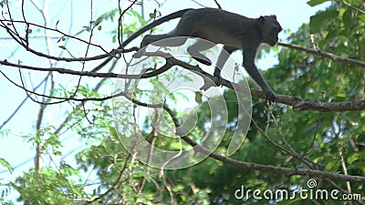 Monkey Jumping from Tree To Tree. Slow Motion Stock Footage - Video of ...