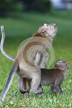 Monkey Mating 1 Royalty Free Stock Images - Image: 30700219