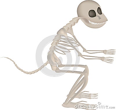 Monkey Skeleton Royalty Free Stock Images - Image: 6974149