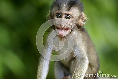 Monkey sticking out tongue stock photo. Image of looking - 3309166