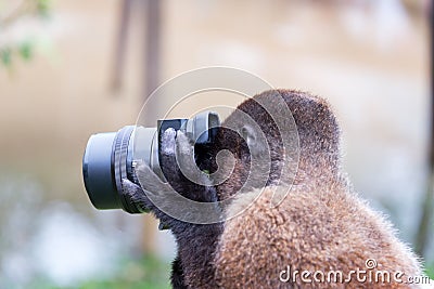 Monkey Taking A Picture Stock Photo - Image: 60358327
