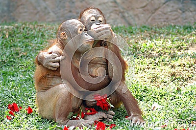 Monkeys in love stock image. Image of animal, funny, chimp - 42298983
