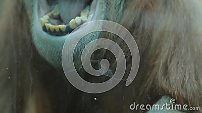 Mono Que Grita Y Que Muestra Sus Dientes Metrajes - Vídeo de raro ...