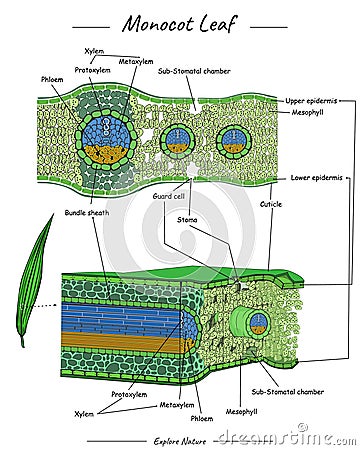 Monocot Leaf Structure Or Anatomy Vector Illustration | CartoonDealer ...
