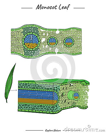 Monocot Leaf Structure Or Anatomy Template Vector Illustration ...