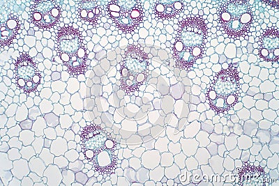 Monocot Plants Stem Show Plant Vascular Tissue Under Light Microscope ...