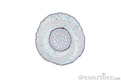 Monocot Root Cross Section Slide View Under Microscope For Botany ...