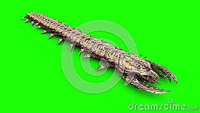 Monster Giant Centipede Walk Loop Side Green Screen 3D Rendering ...
