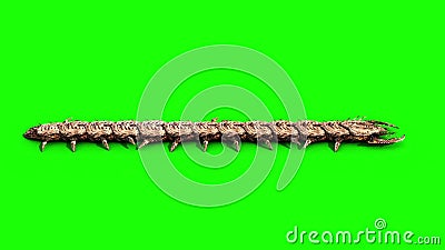 Monster Giant Centipede Walk Loop Side Green Screen 3D Rendering ...