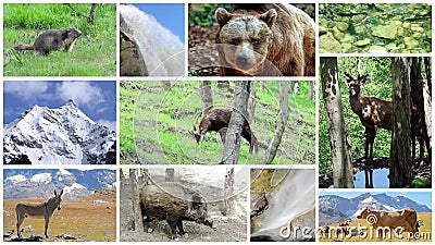 Collage De Las Montañas Altas Montañas, Flora, Fauna Y Gente Almacen De ...