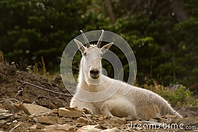 Montana Wildlife Stock Photos - Image: 11249913