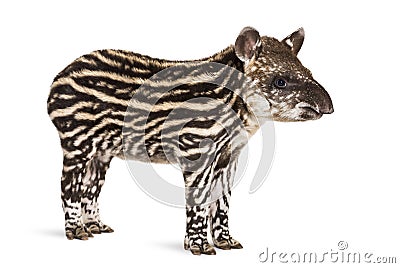 Month Old Brazilian Tapir Standing In Front Of White Background Royalty ...