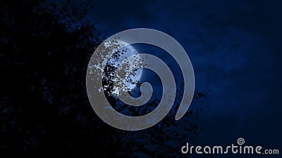 Moon Shines Behind Trees Branches at Night Stock Video - Video of ...