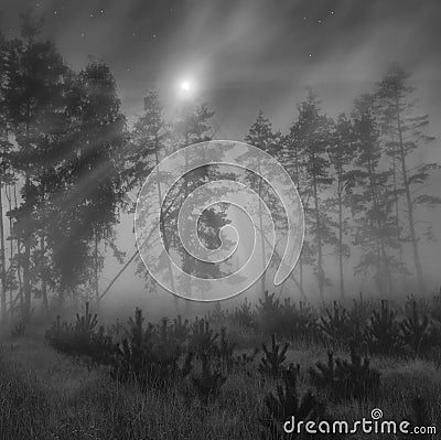 Moonlight Forest Stock Image - Image: 12389431