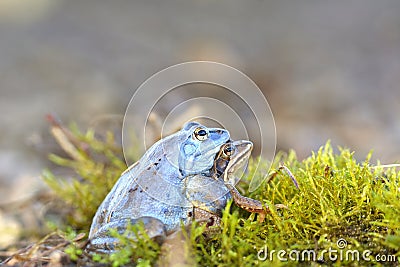 Moor Frog Rana Arvalis Couple In Amplexus Mating Position Royalty-Free ...