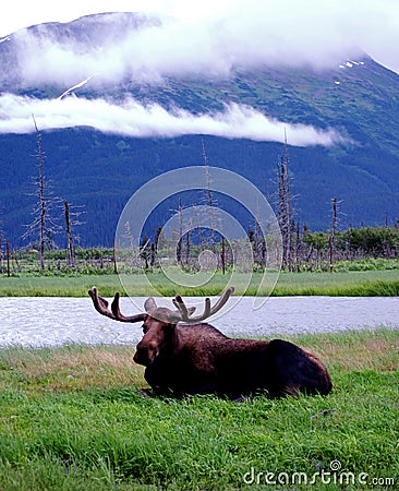 Moose Laying With A Mountain In The Background Royalty-Free Stock ...