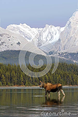 Wildlife Photography Secrets: Angle of Light - Dreamstime