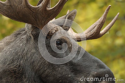 Moose Portrait Royalty Free Stock Image - Image: 35810796