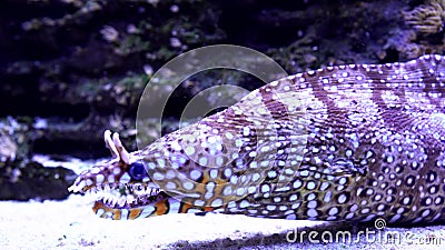 Moray Dragon Fish Close-up, in Latin - Enchelycore Pardalis Stock ...