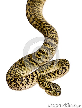 Morelia Spilota Variegata, A Subspecies Of Python Royalty-Free Stock ...