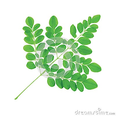 Moringa Leaf Illustration Drawing Vector Art Royalty-Free Stock ...