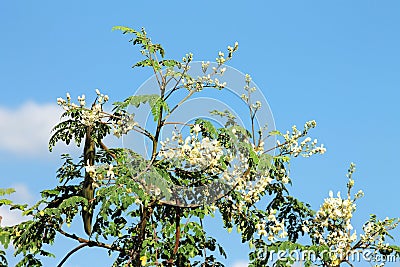 Moringa Oleifera With Flowers And Fruit Stock Photography - Image: 26949492