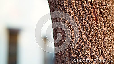 Rough Texture Bark With Moringa Or Sahjan Plant. Texture Shot Of ...