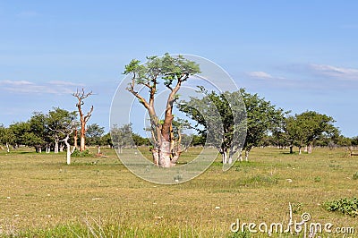 Moringa Tree In African Savanna,Namibia,Etosha Par Stock Images - Image ...