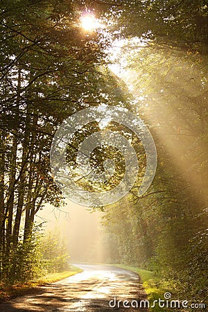 Morning Sun Rays Fall On The Forest Road Stock Photography - Image ...
