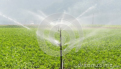 Farm field stock photo. Image of pipe, irrigate, sprinkler - 5606494
