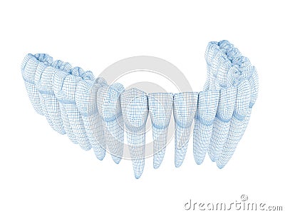 Morphology Of Mandibular Teeth. Wire 3d Model Illustration ...