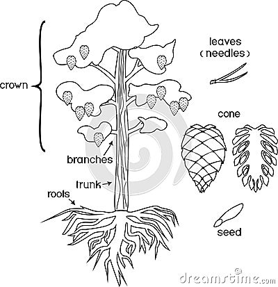 Morphology Of Pine Tree With Crown, Root System And Cone With Titles ...