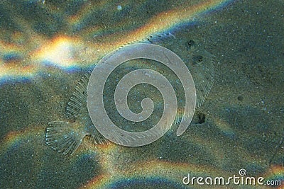 Moses Sole Fish Pardachirus Marmoratus Fish Stock Image | CartoonDealer ...