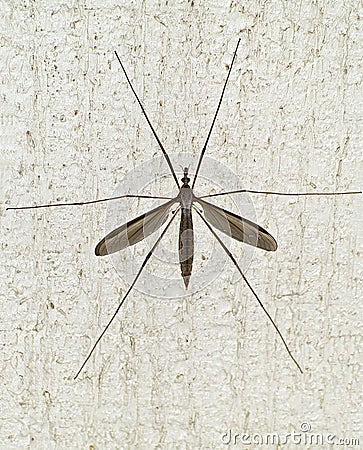 Mosquito Hawk Royalty Free Stock Photography - Image: 14627007