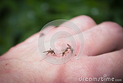 Mosquitoes Bite Into Hand Stock Photo - Image: 56006370